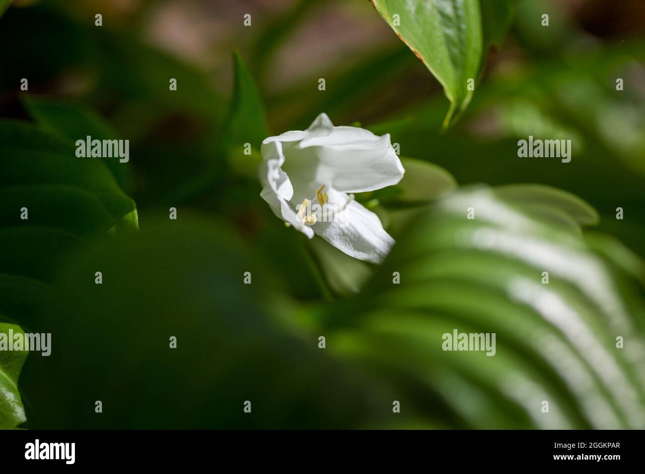 Garden flowers in close-up Stock Photo - Alamy