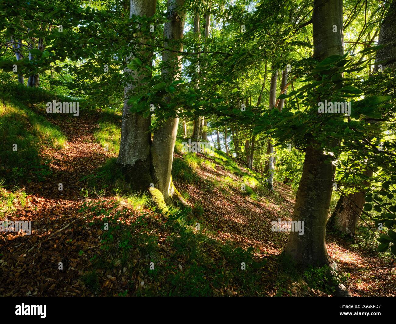 Habitat lechtal hi-res stock photography and images - Alamy