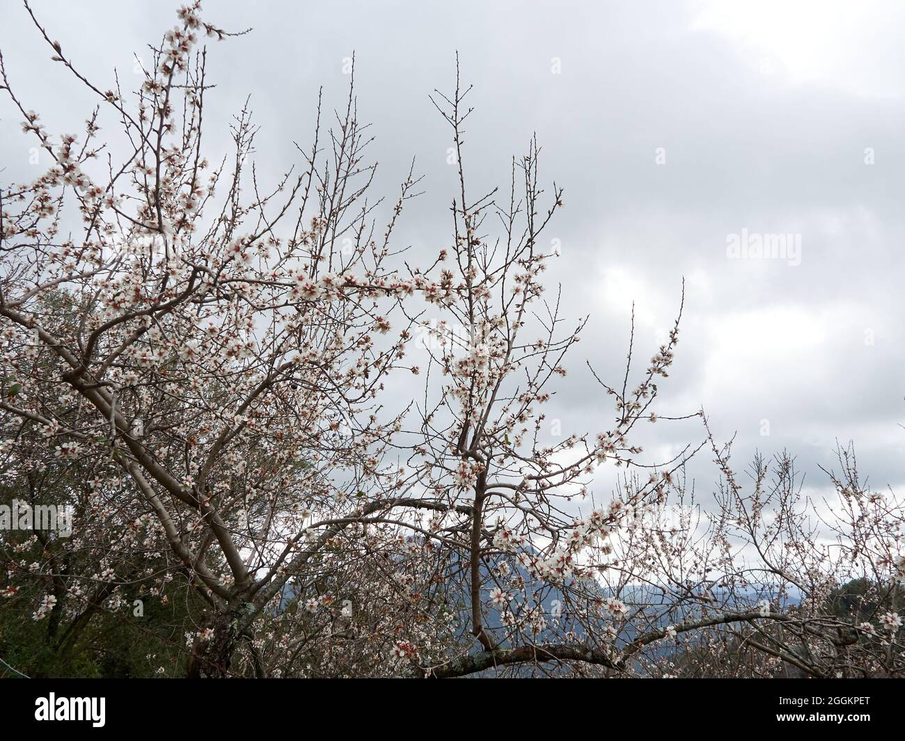 Almond tree drawing hi-res stock photography and images - Alamy