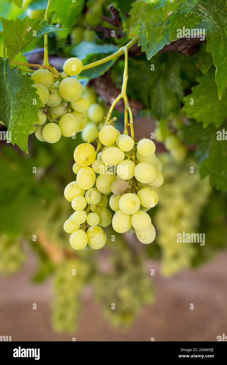 The new vintage wine grape variety is ready Stock Photo - Alamy