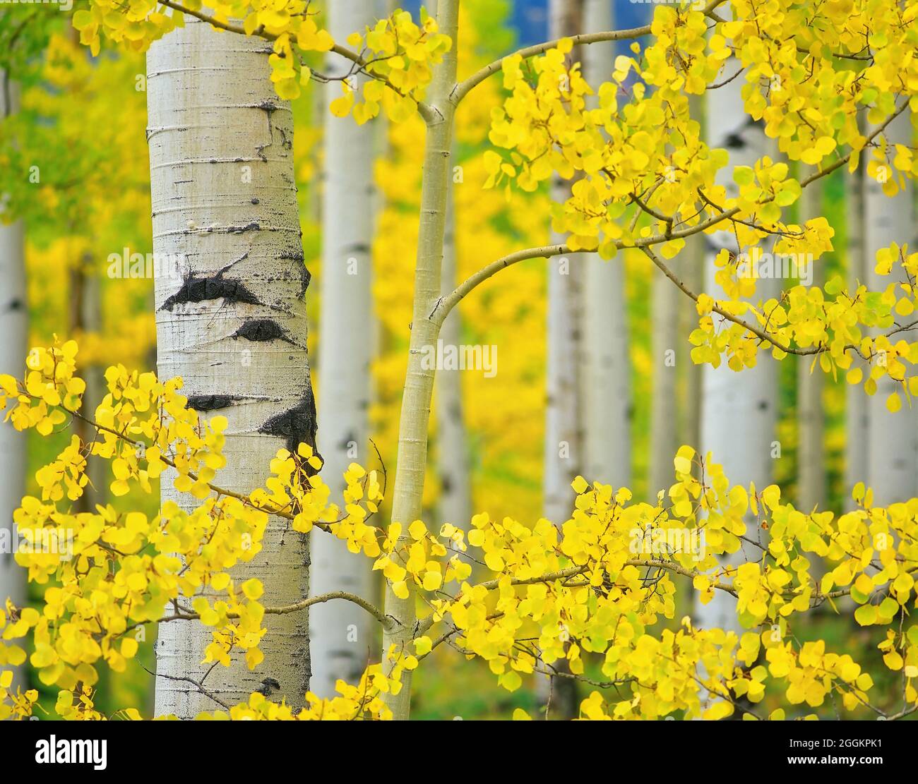 Close up view of fall colored aspen trees. San Juan Mountains ...