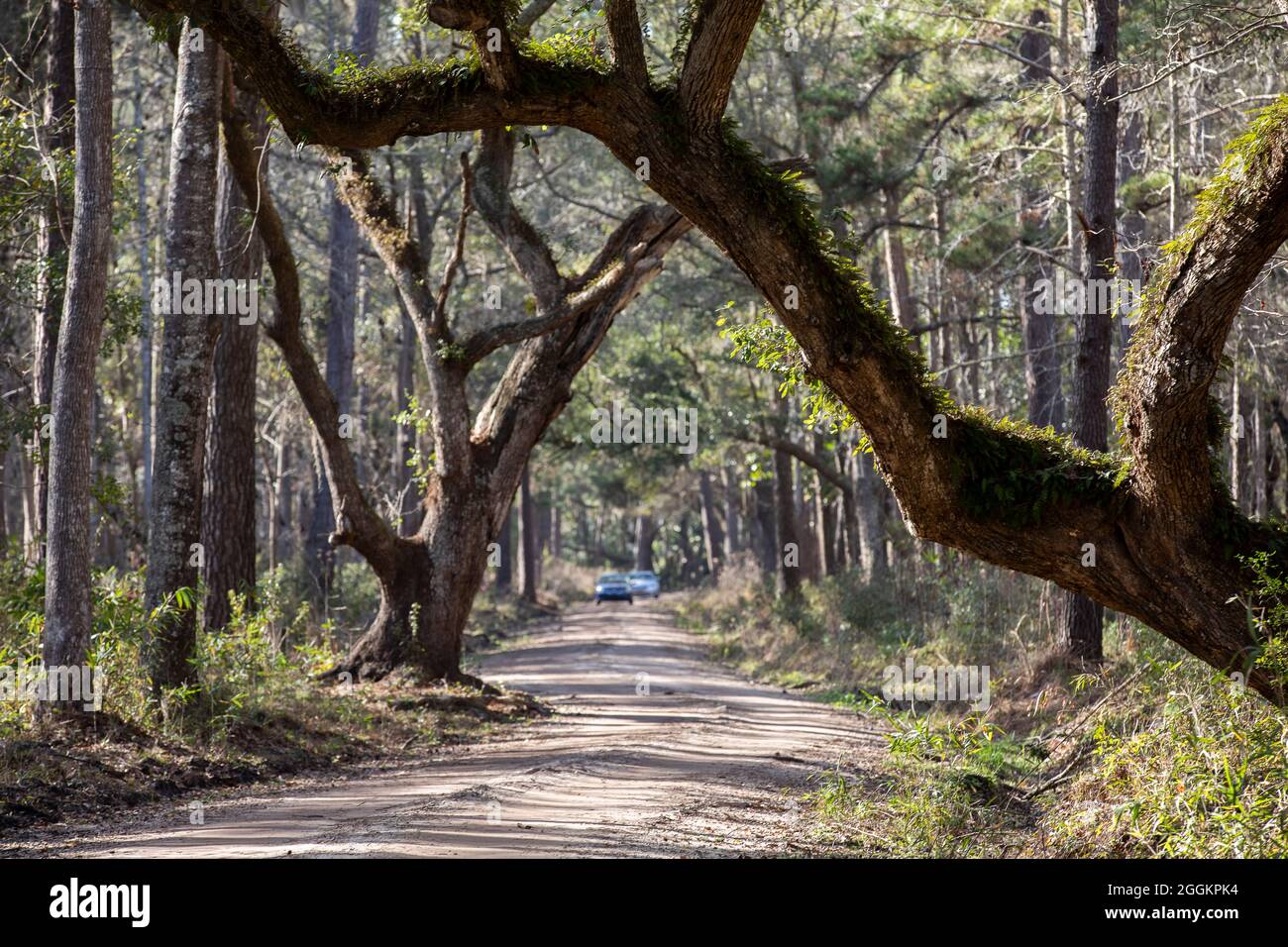Botany Bay Plantation in Edisto Island, South Carolina Stock Photo - Alamy