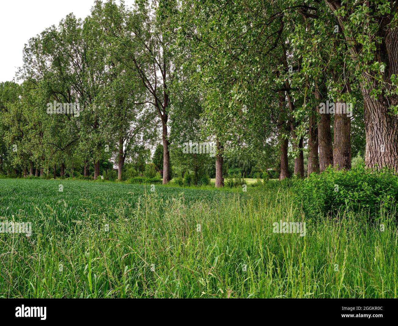 Germany, Augsburg, avenue at the Radau Stock Photo - Alamy