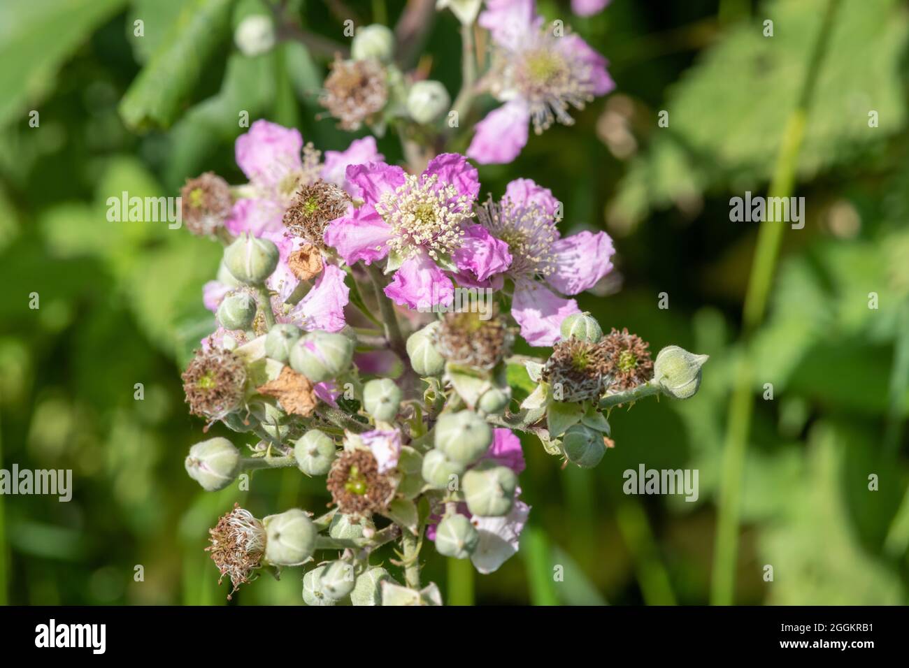 Brambles cut out hi-res stock photography and images - Alamy