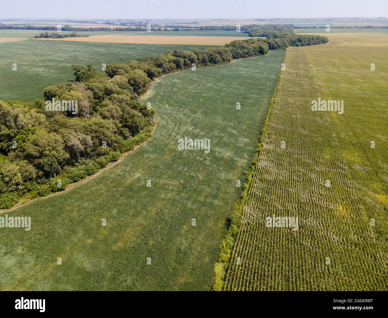 Corn field iowa hi-res stock photography and images - Alamy