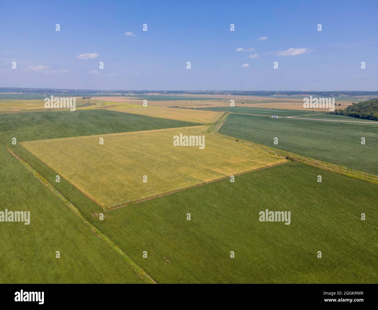 Soybean field farm iowa usa hi-res stock photography and images - Alamy