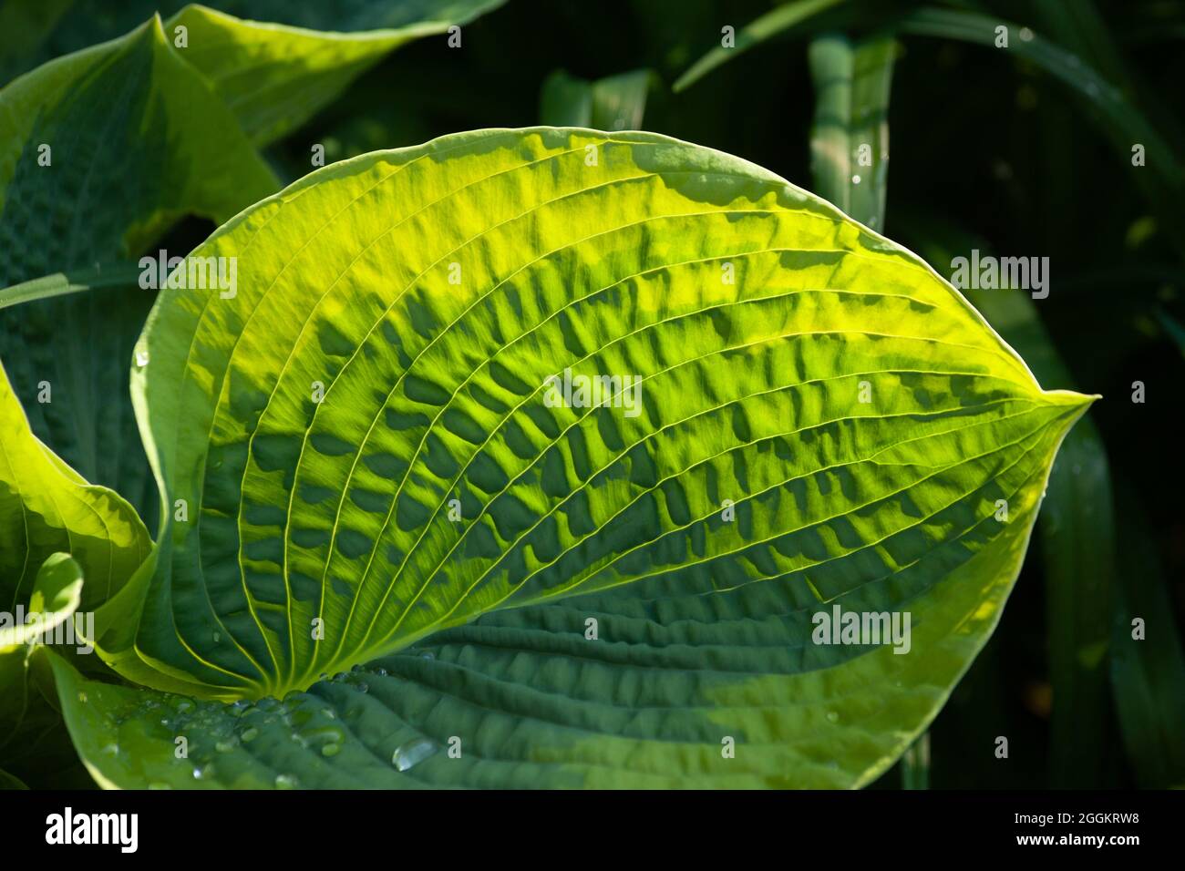 Hosta texture hi-res stock photography and images - Alamy