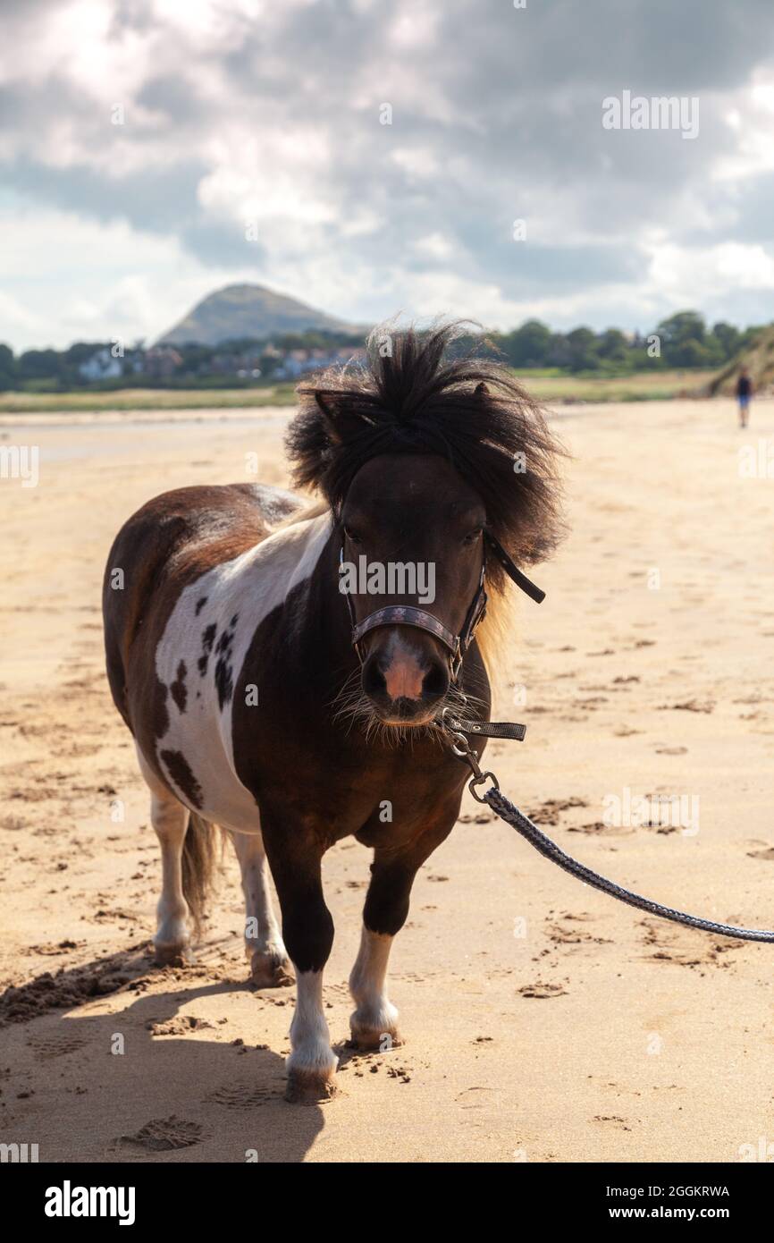 Miniature shetland pony hi-res stock photography and images - Alamy