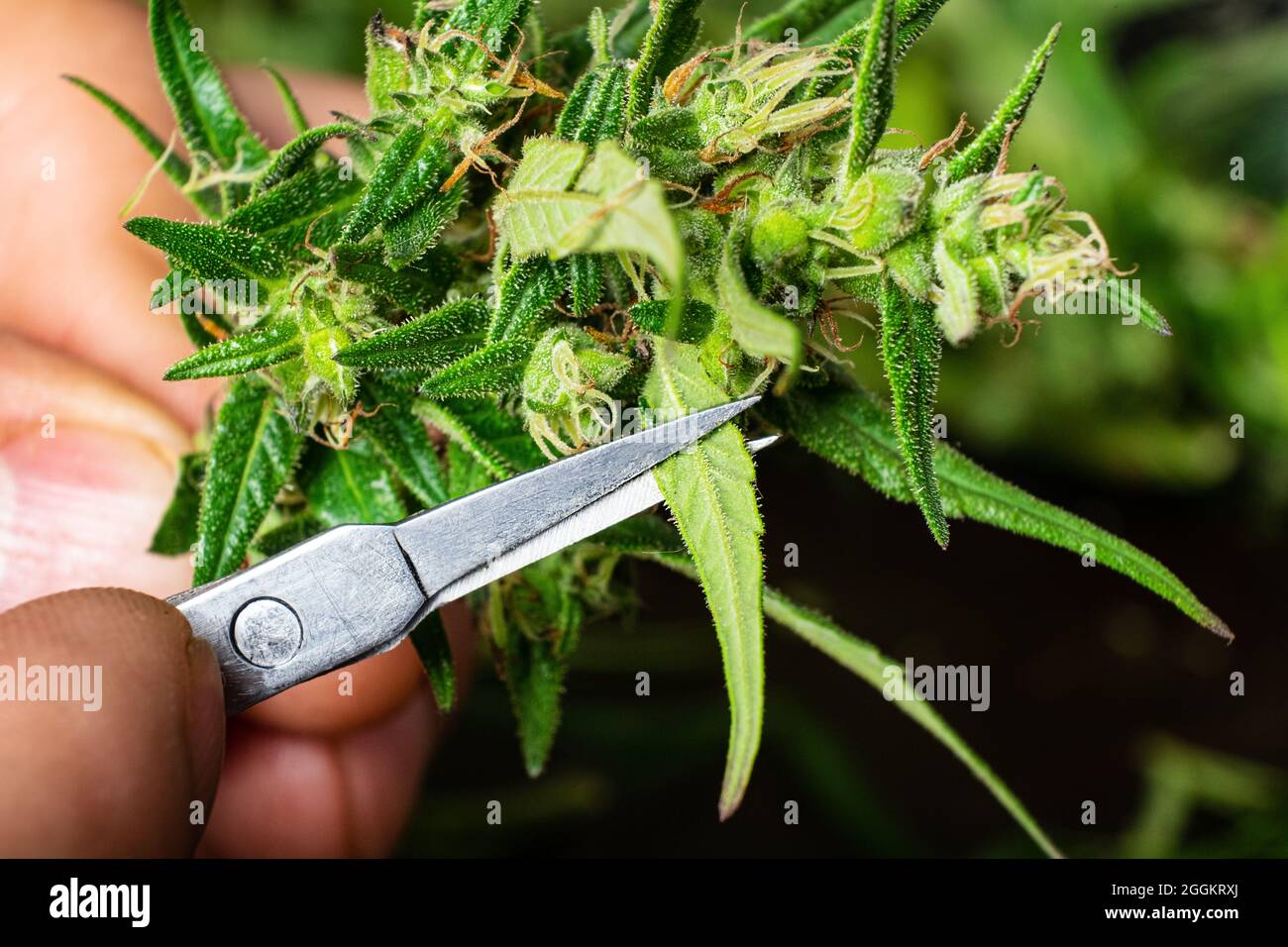 Cannabis processing hi-res stock photography and images - Alamy