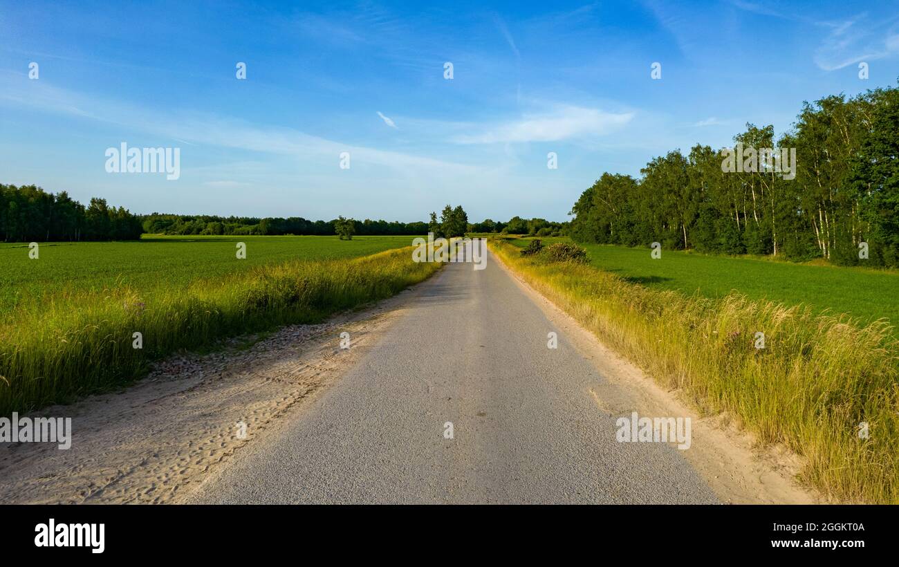Aerial view of road in beautiful green forest at sunset in spring ...