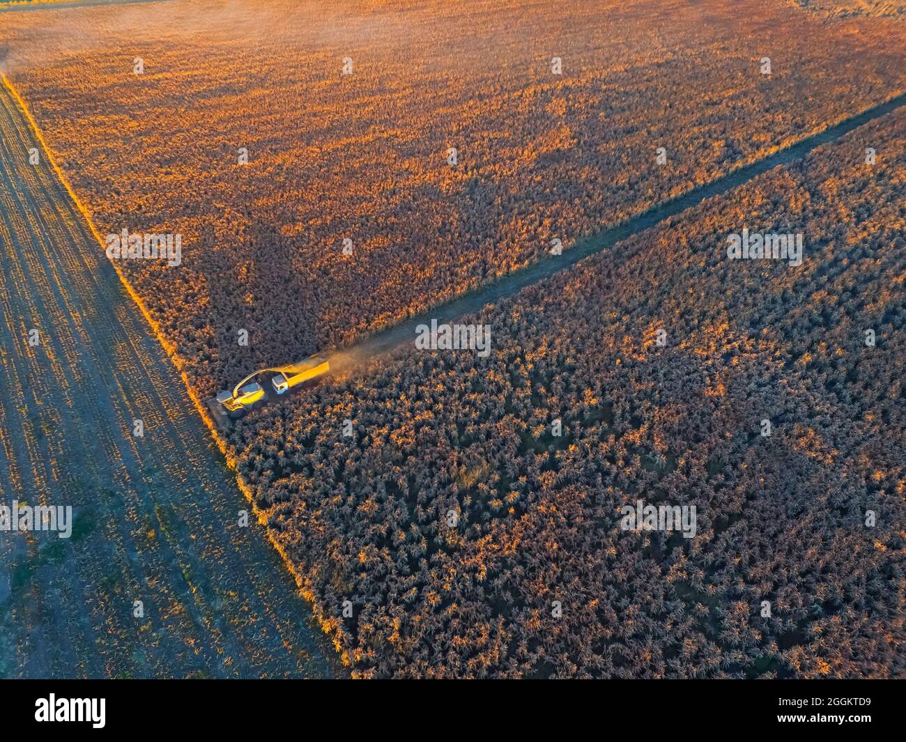 Harvester chopper, chopping corn in the Argentine countryside Stock ...