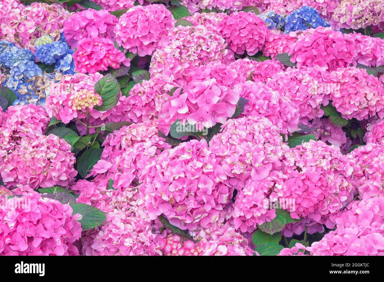 Hydrangea field hi-res stock photography and images - Alamy