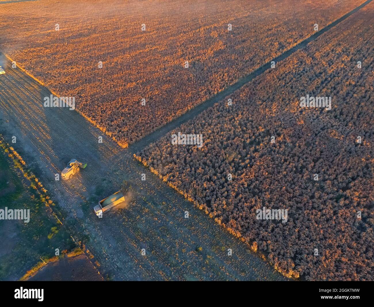 Harvester chopper, chopping corn in the Argentine countryside Stock ...