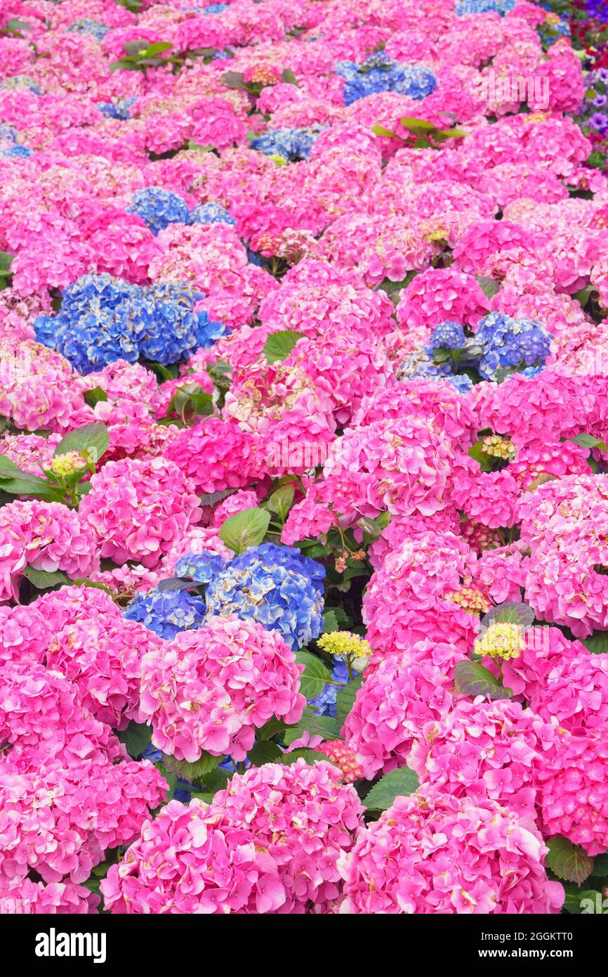 Hydrangea field hi-res stock photography and images - Alamy