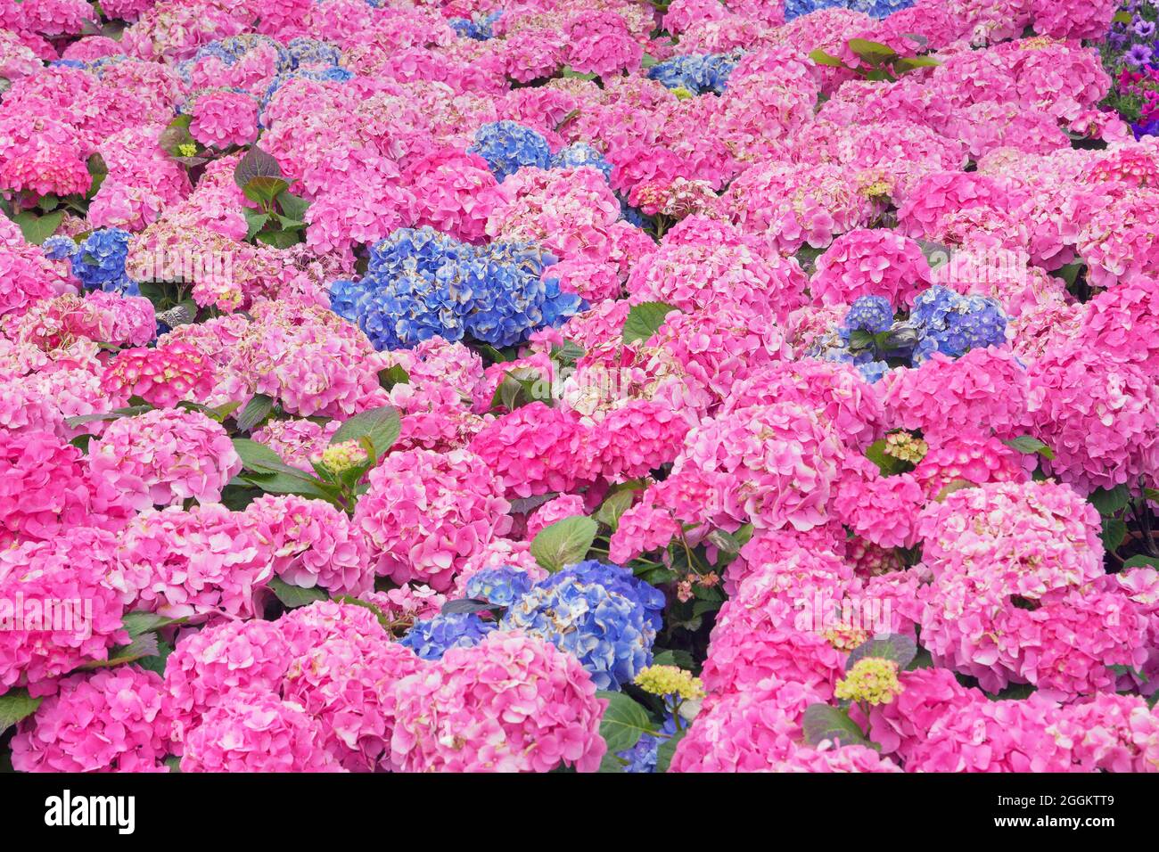 Hydrangea field hi-res stock photography and images - Alamy