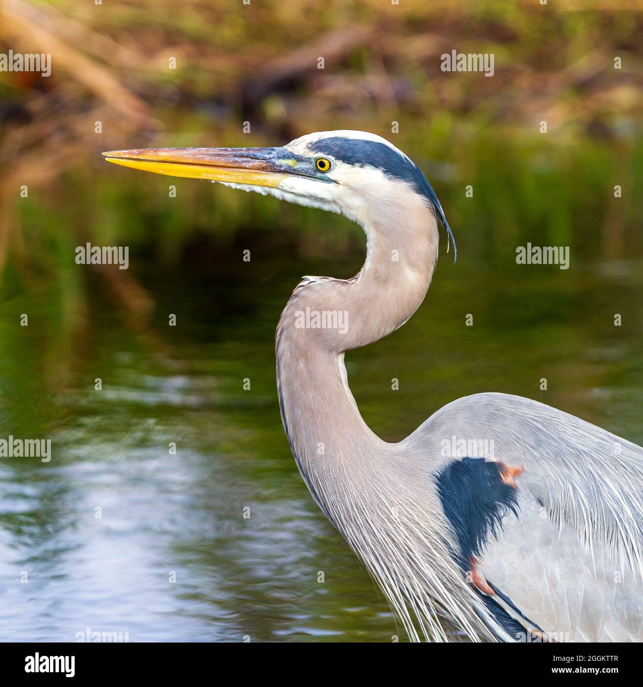 Photograph of a Great Blue Heron bird hunting for food in the ...