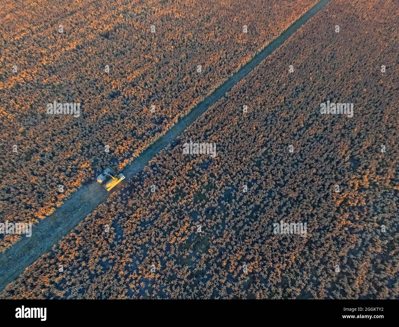 Harvester chopper, chopping corn in the Argentine countryside Stock ...