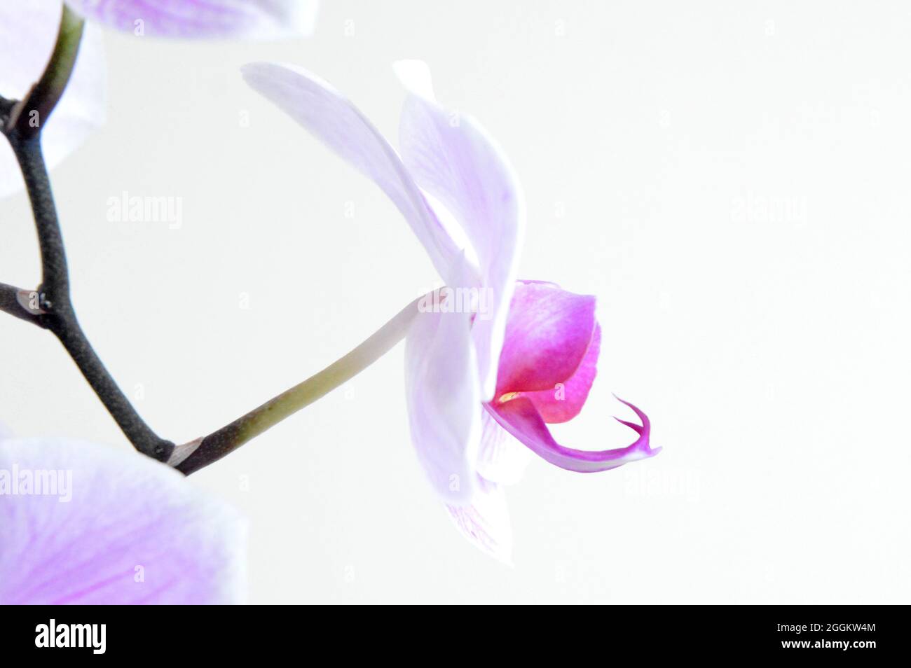Orchid from the side Stock Photo - Alamy