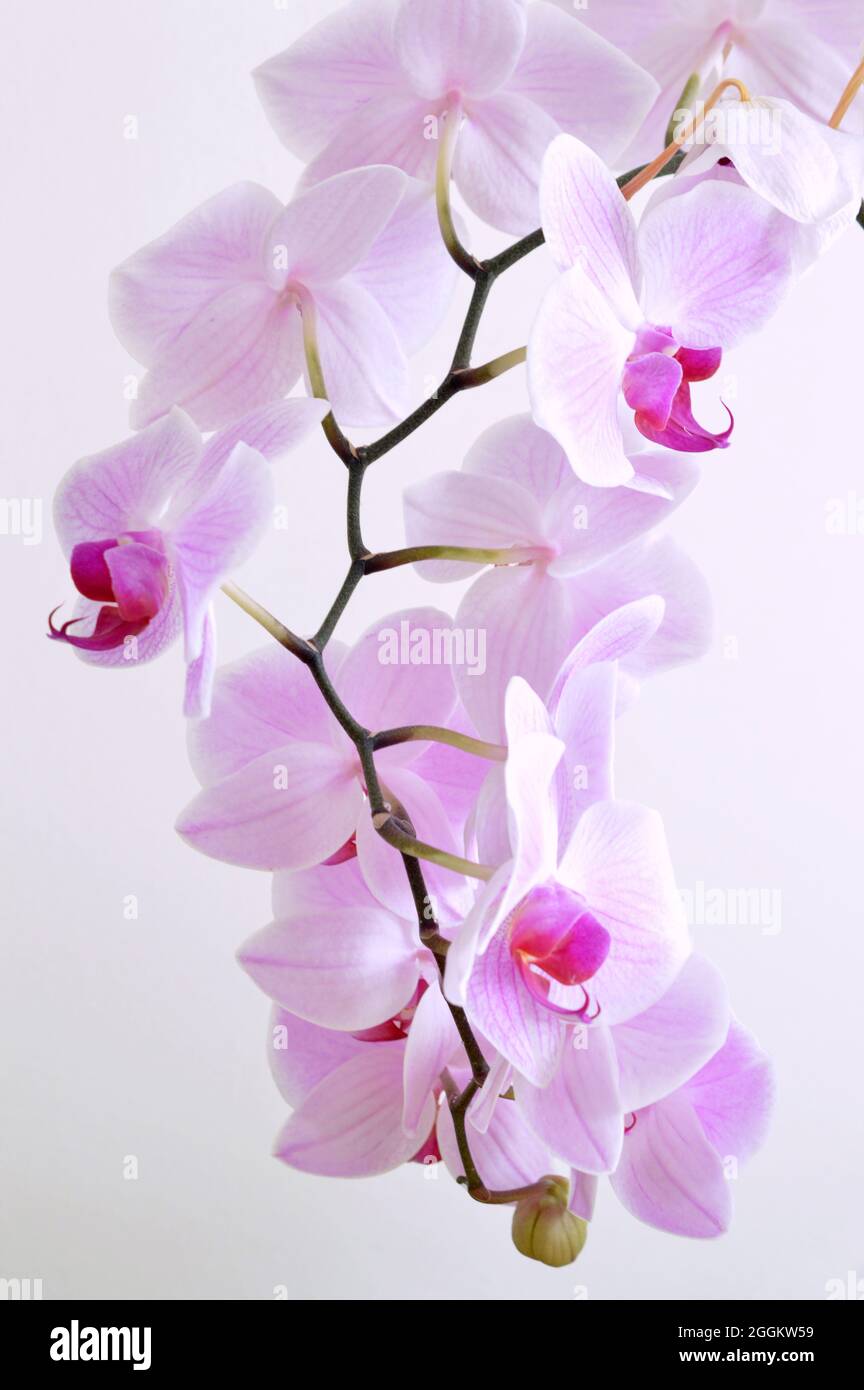 Japanese orchid bloom hi-res stock photography and images - Alamy