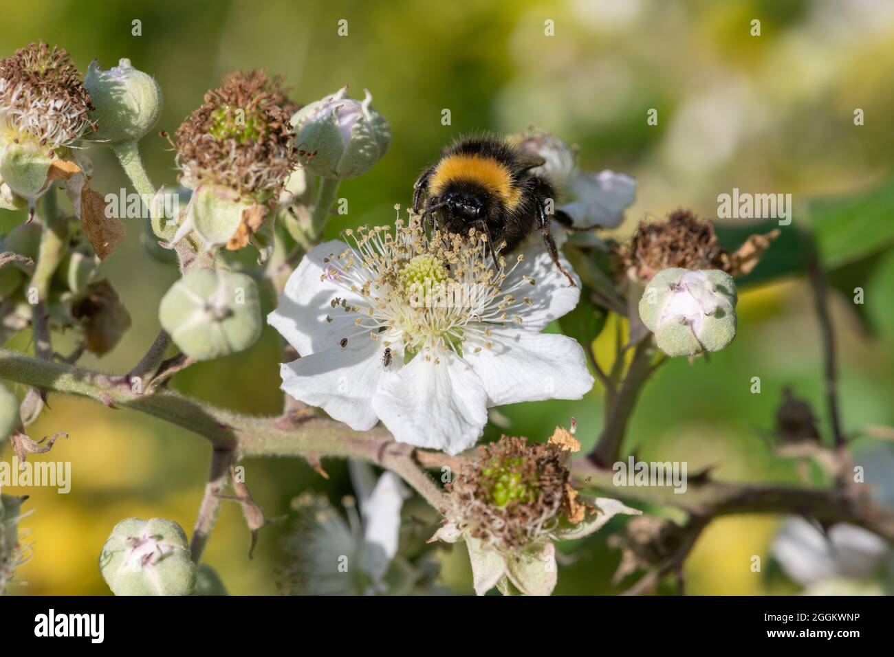 Close up of a bumble bee pollinating a white flower on a common bramble ...