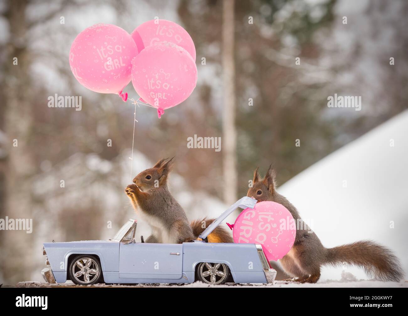 Red squirrels with a umbrella hi-res stock photography and images - Alamy