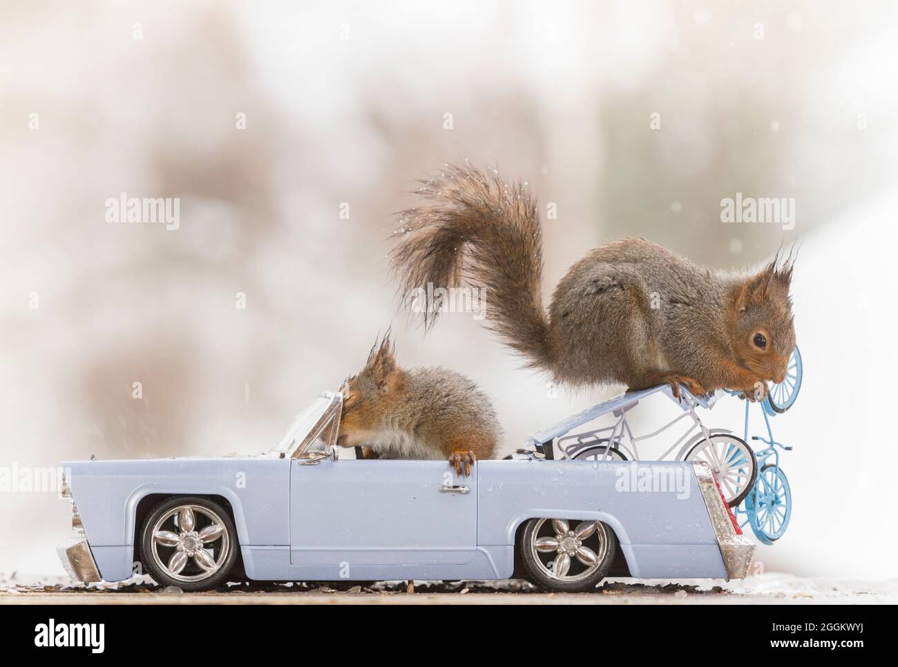 red squirrels in an car with cycles Stock Photo - Alamy