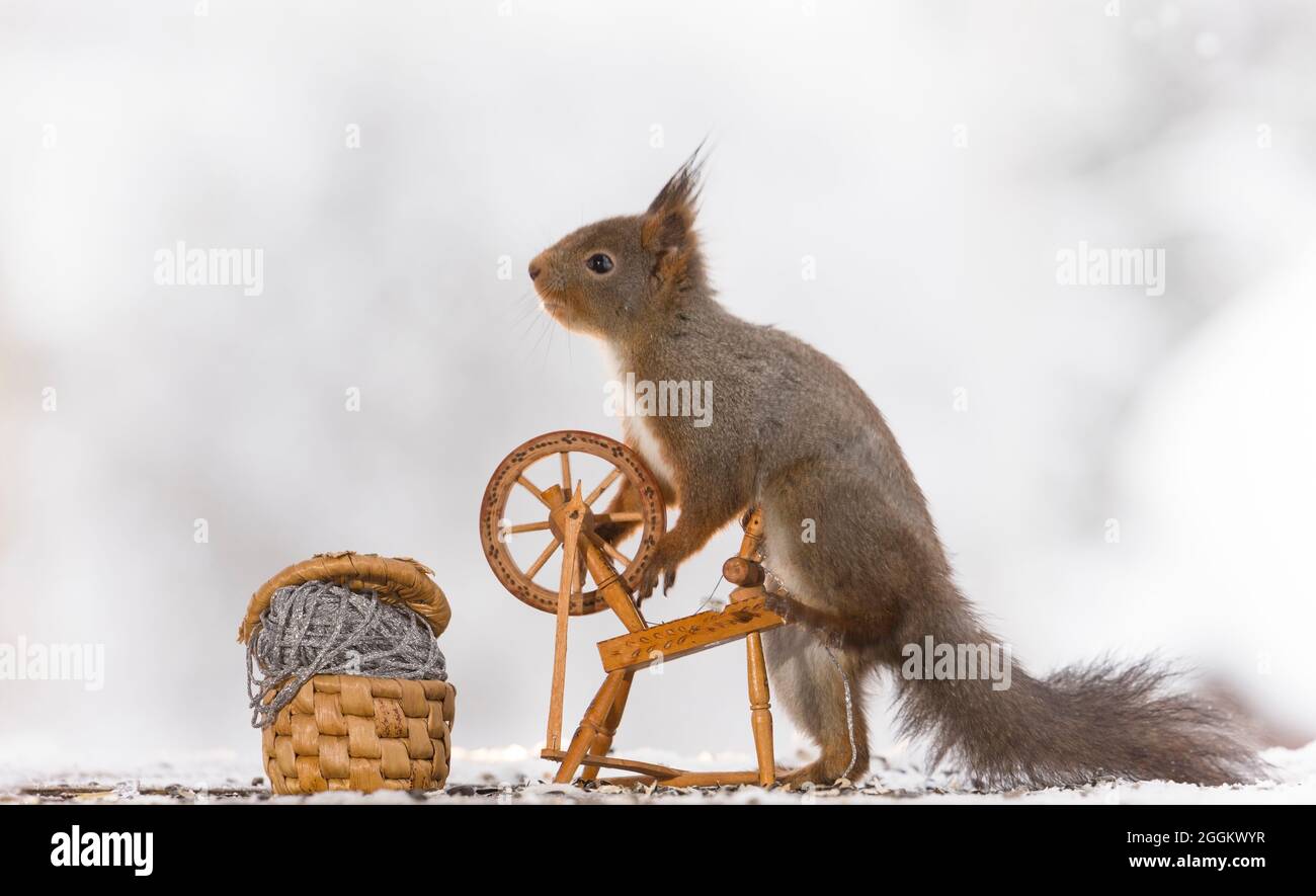 red squirrel is holding a spinning wheel Stock Photo - Alamy