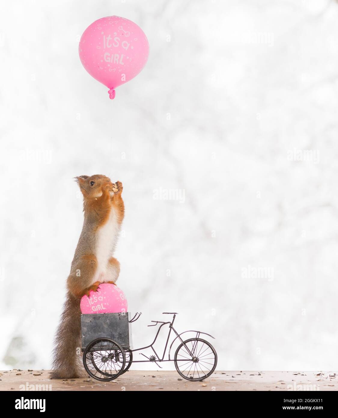 Cycle race celebrate hi-res stock photography and images - Alamy