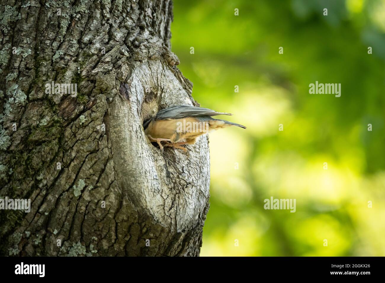 Nuthatch (Sitta europaea), or woodpecker tit, bird at its nesting ...