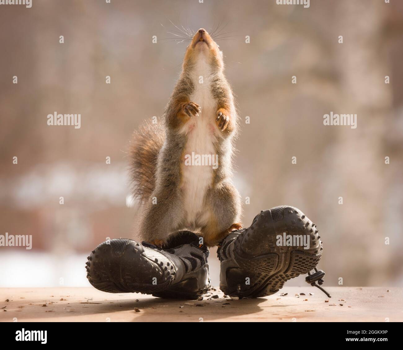 Squirrel shoes hi-res stock photography and images - Alamy