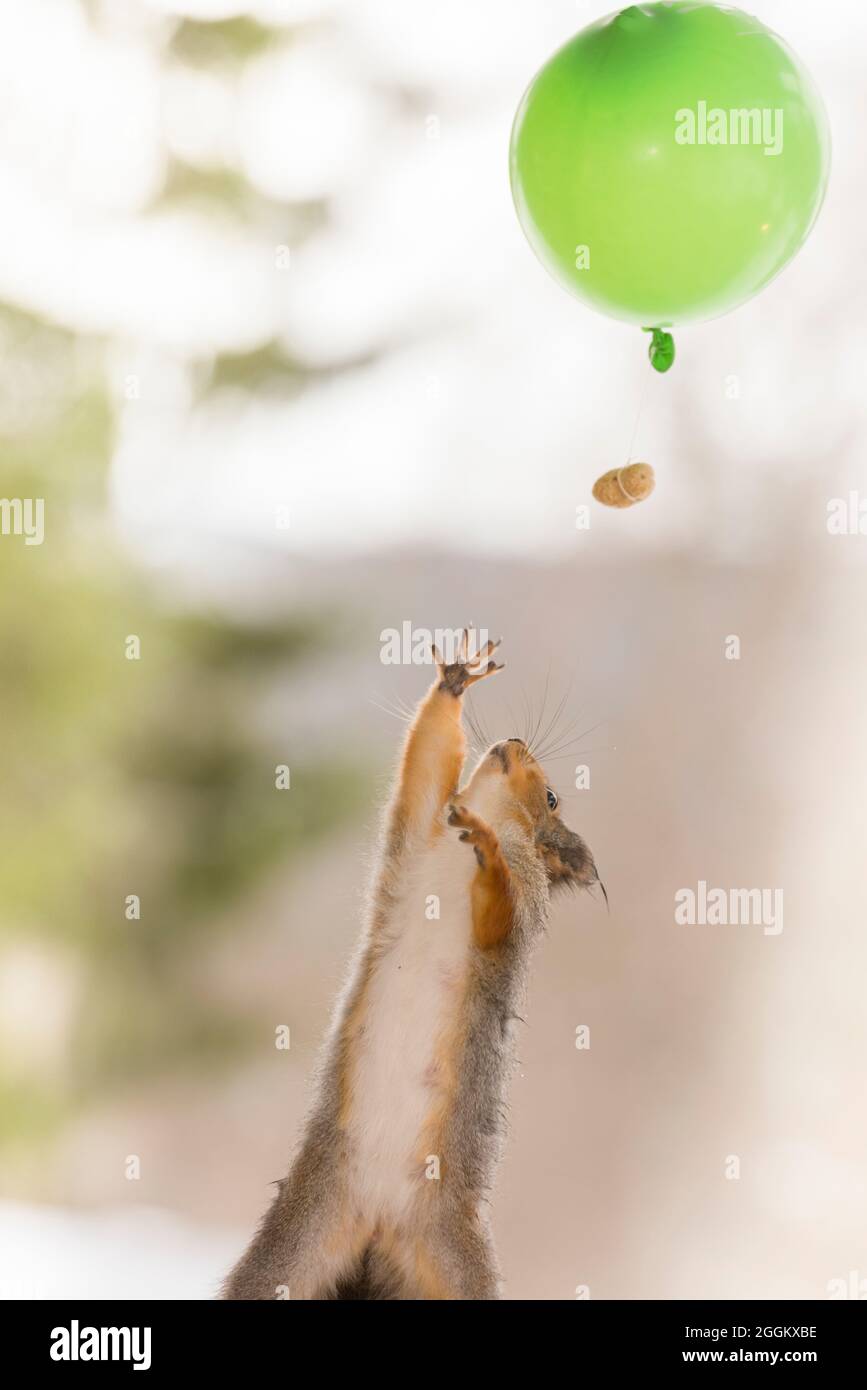 red squirrel is looking up and reach at an balloon Stock Photo - Alamy