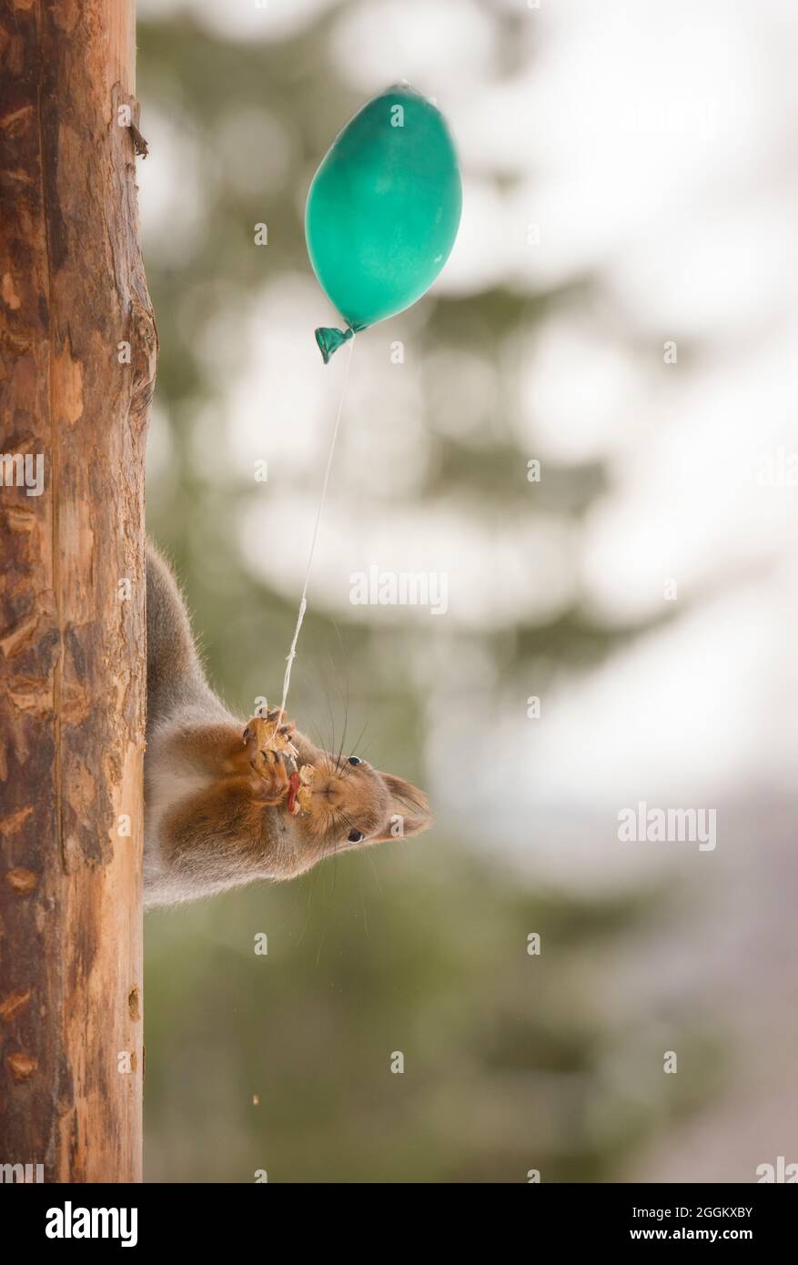Balloon and tree hi-res stock photography and images - Alamy
