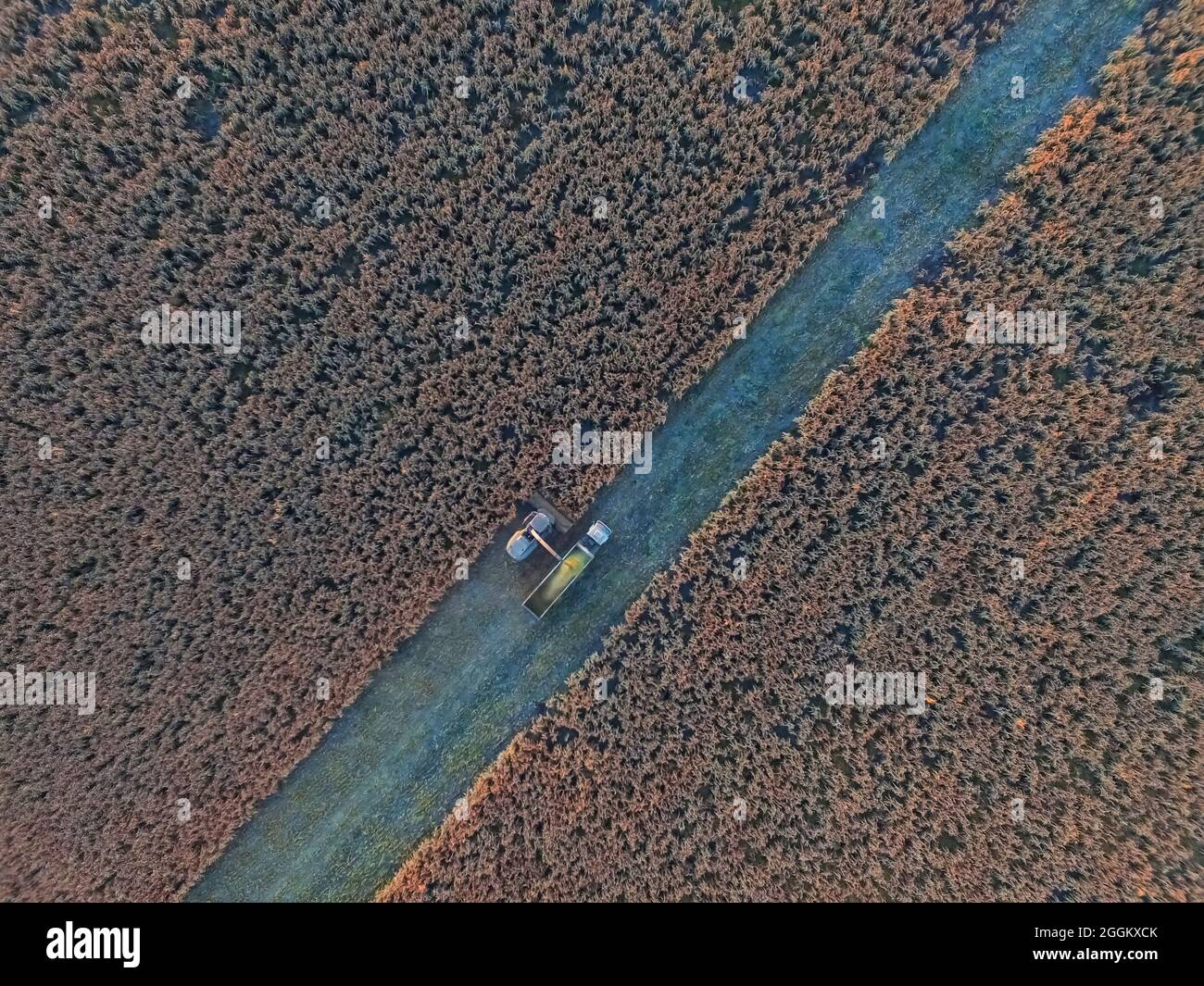 Harvester chopper, chopping corn in the Argentine countryside Stock ...
