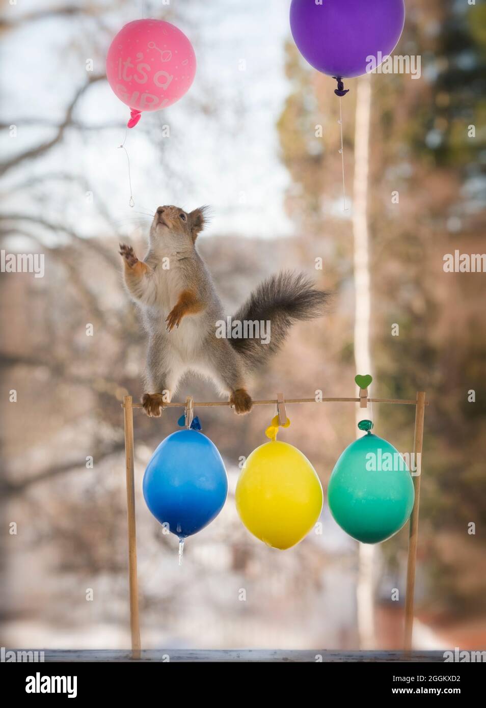 Balancing squirrel hi-res stock photography and images - Alamy