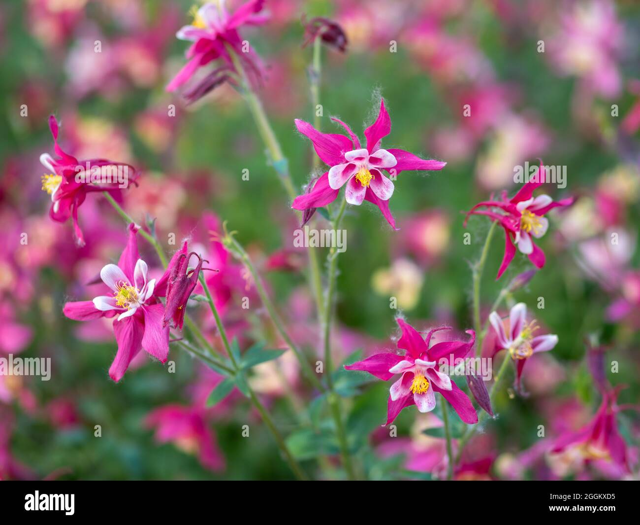 Beautiful native wild flower of western Canada. Aquilegia formosa ...