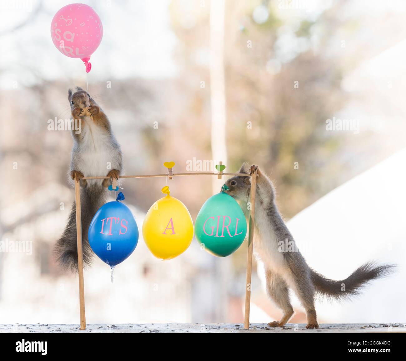 red squirrel is balancing and holding a balloon Stock Photo - Alamy
