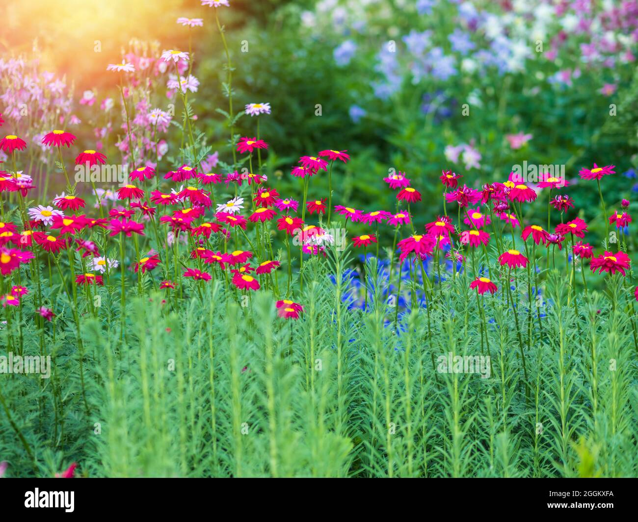 Red Painted Daisies flowers, latin name Tanacetum coccineum or ...