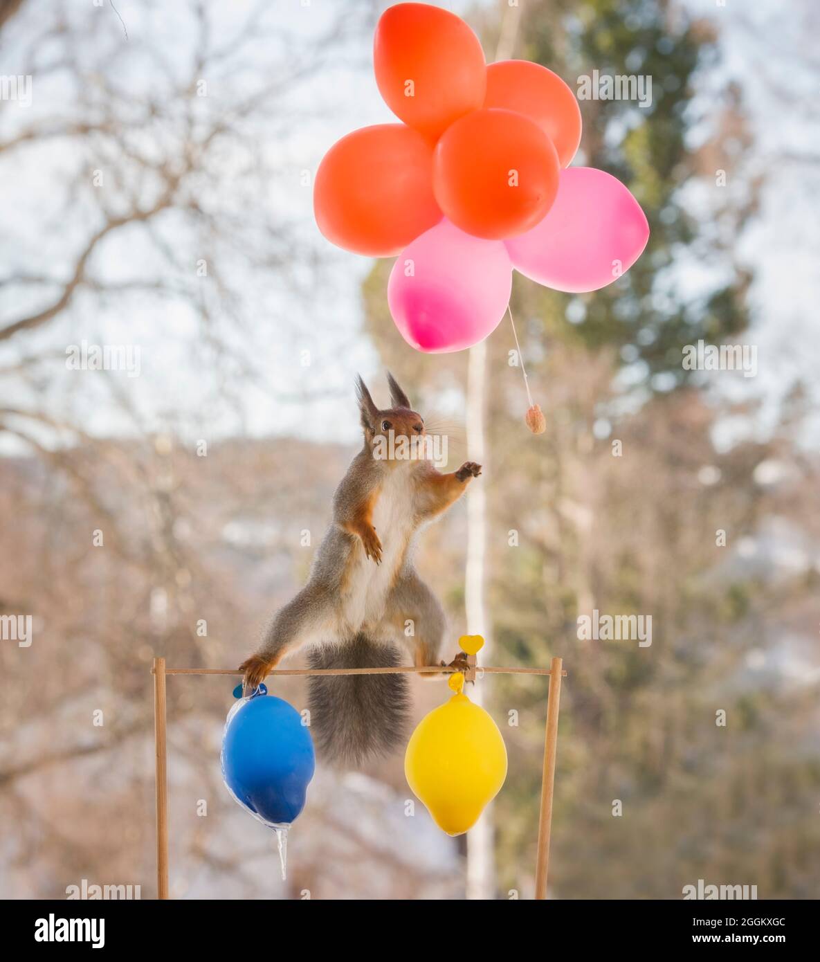 red squirrel is balancing and reaching a nut Stock Photo - Alamy
