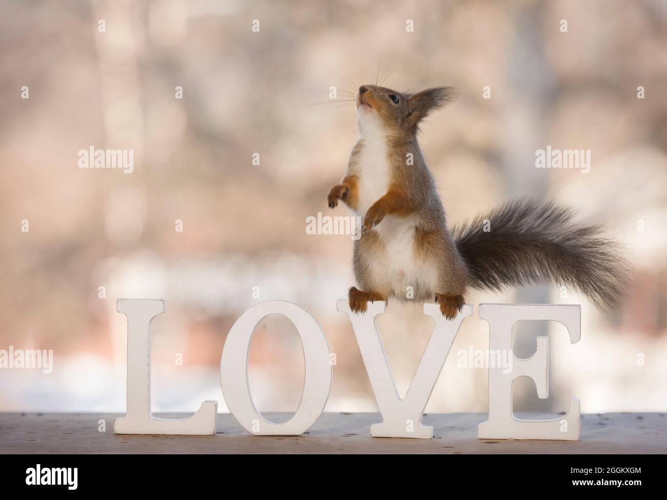 Word red squirrel hi-res stock photography and images - Alamy