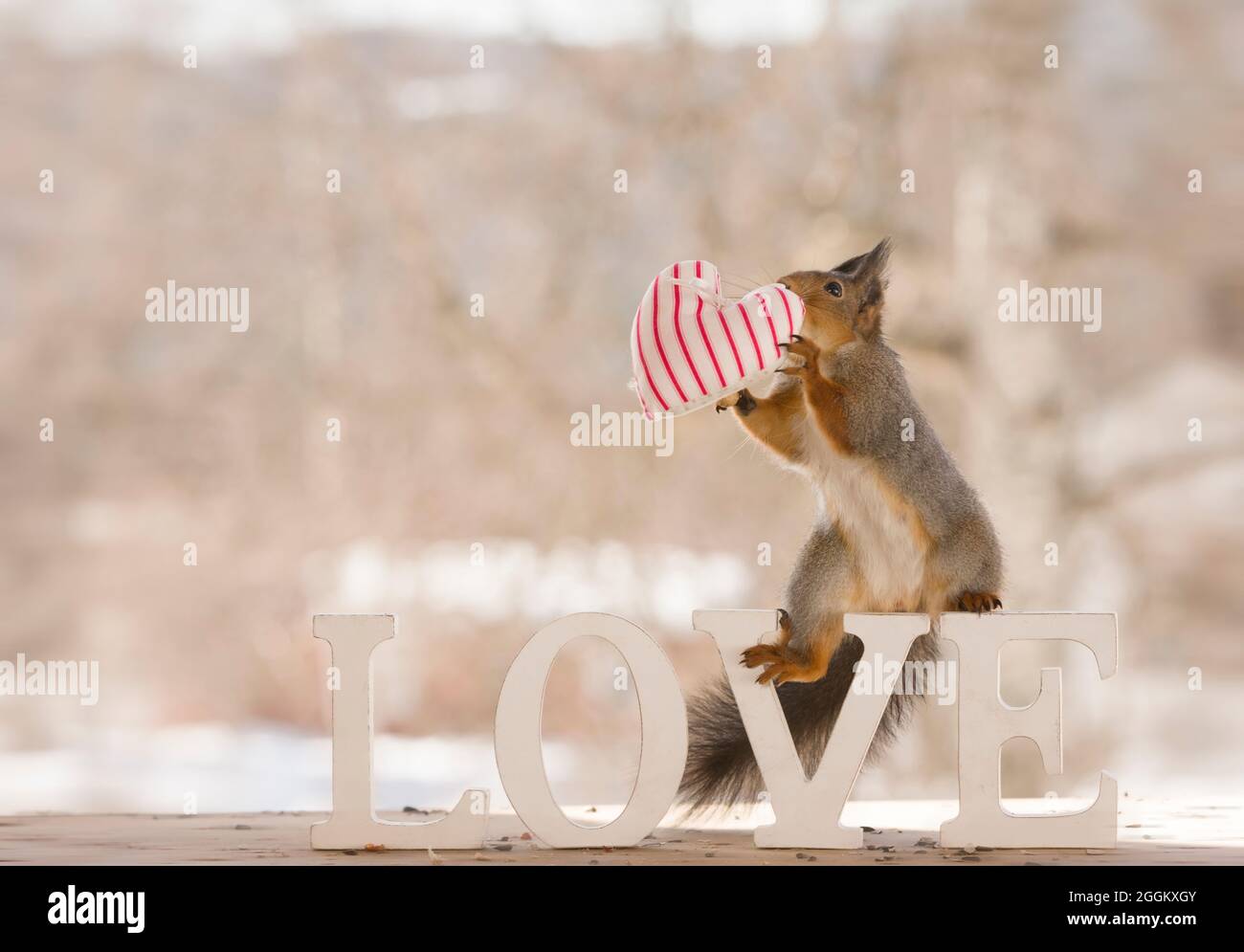 Word red squirrel hi-res stock photography and images - Alamy