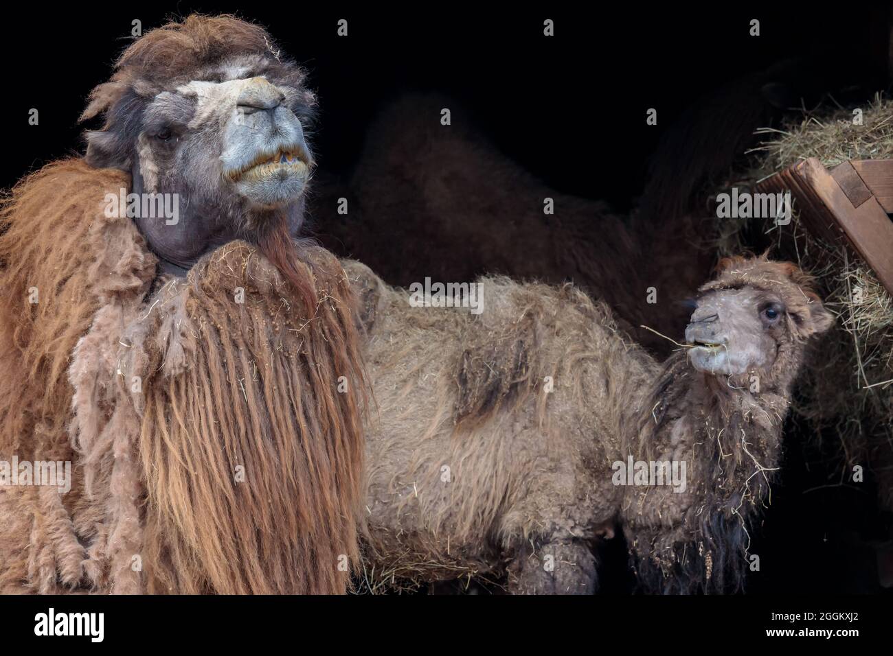 Shedding camel hi-res stock photography and images - Alamy