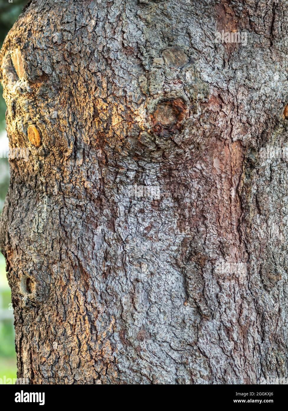 Bark texture and background of a old fir tree trunk. Detailed bark ...