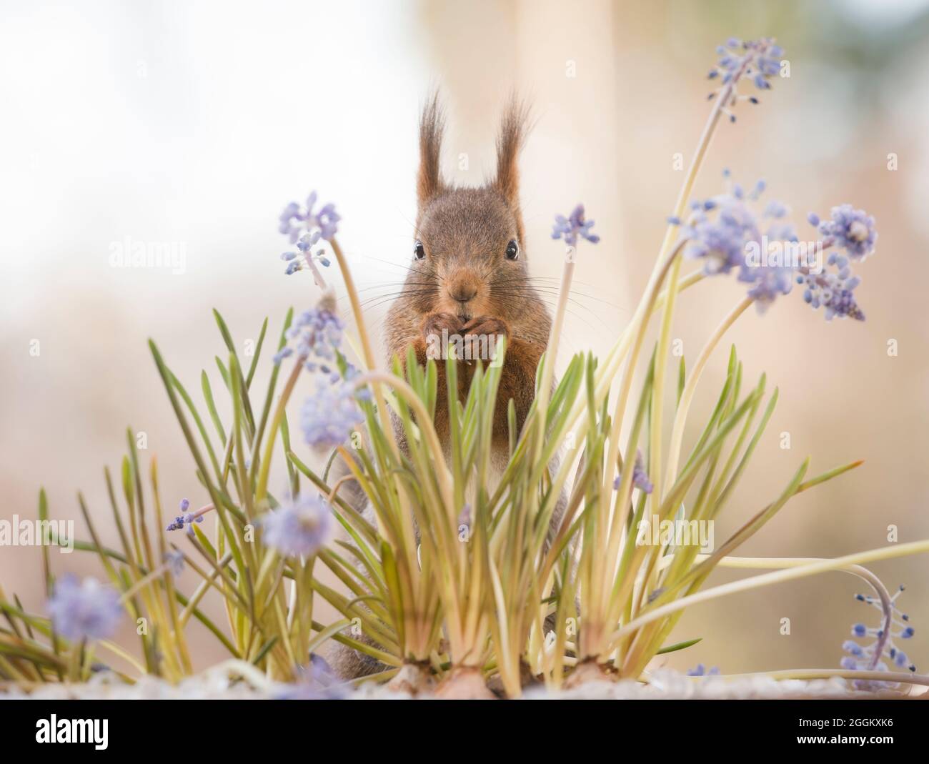 Red squirrel stand with grapes hi-res stock photography and images - Alamy