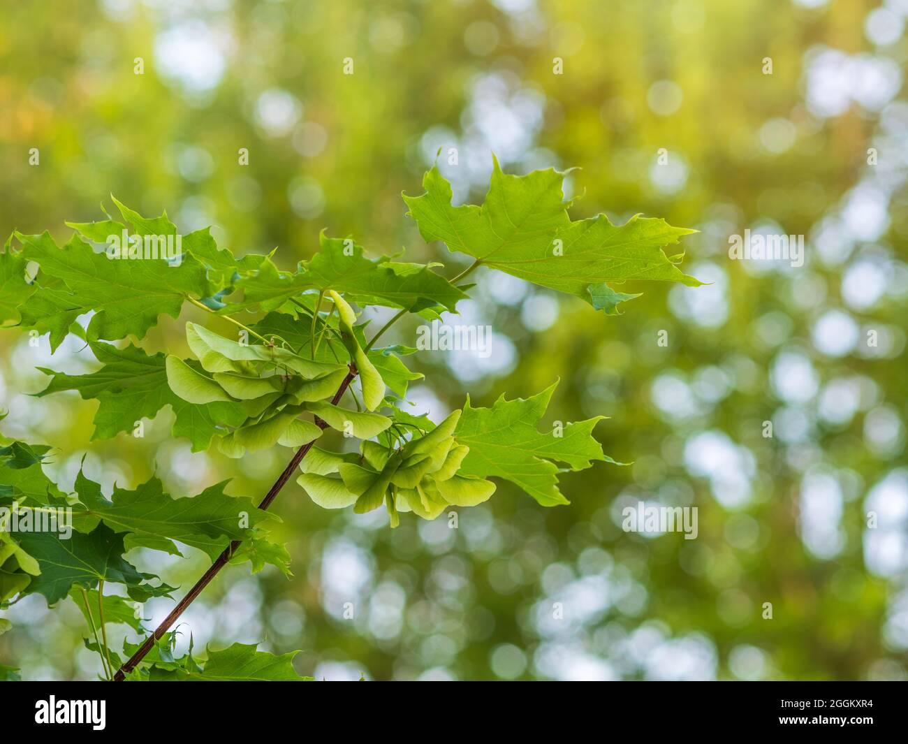 Spring branches of maple tree with fresh green leaves. Spring ...