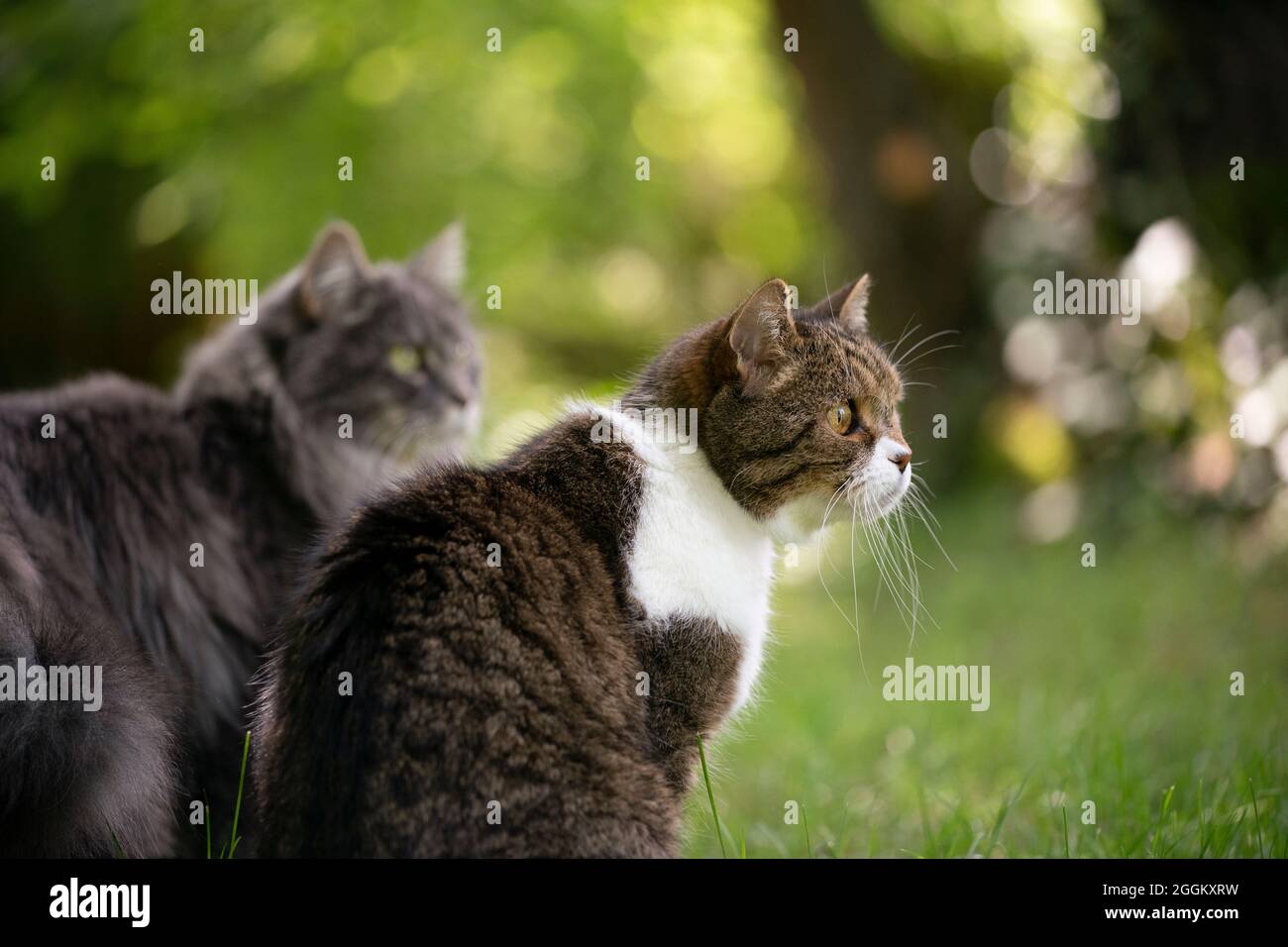 two different breed cats sitting side by side observing the garden ...