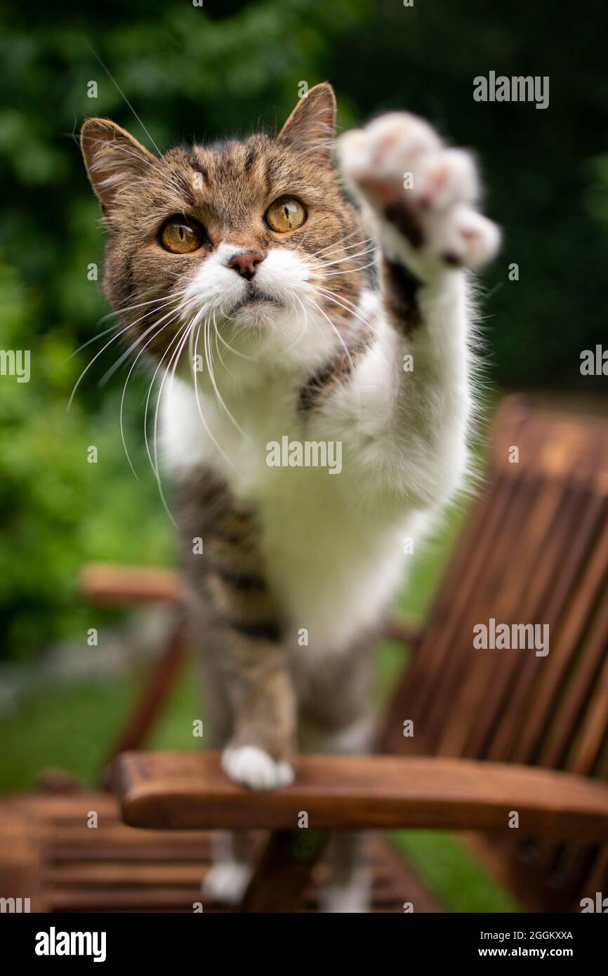 curious tabby white cat outdoors in green back yard rearing up on ...
