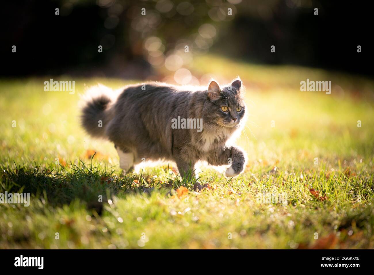gray longhair maine coon cat on the prowl walking on sunny meadow ...
