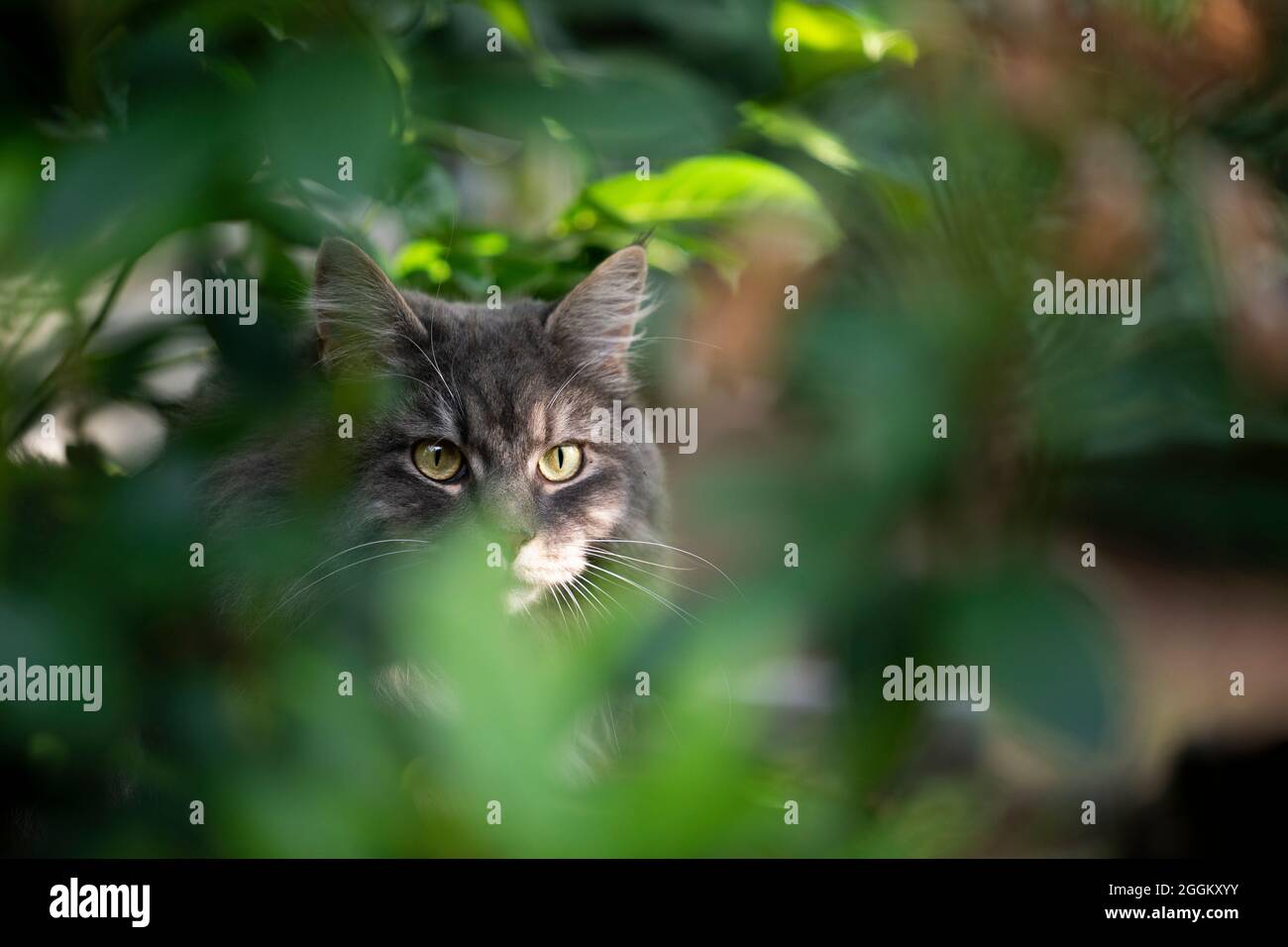 gray longhair cat on the prowl hiding behind a bush observing Stock ...