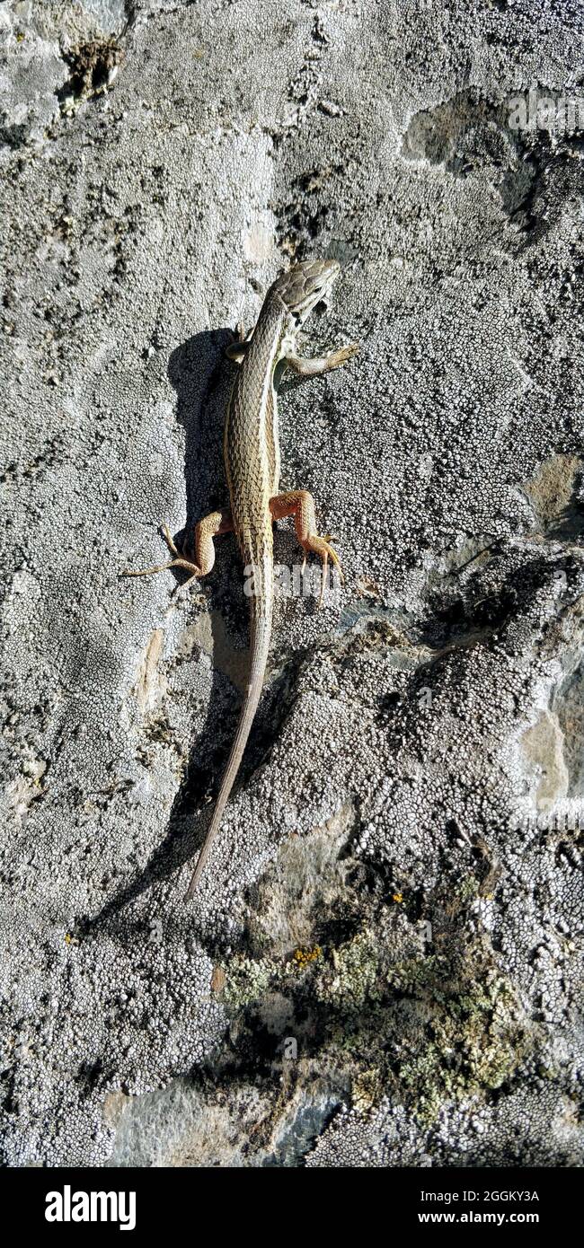 Vertical shot of a lizard on a stone under the sunlight Stock Photo - Alamy
