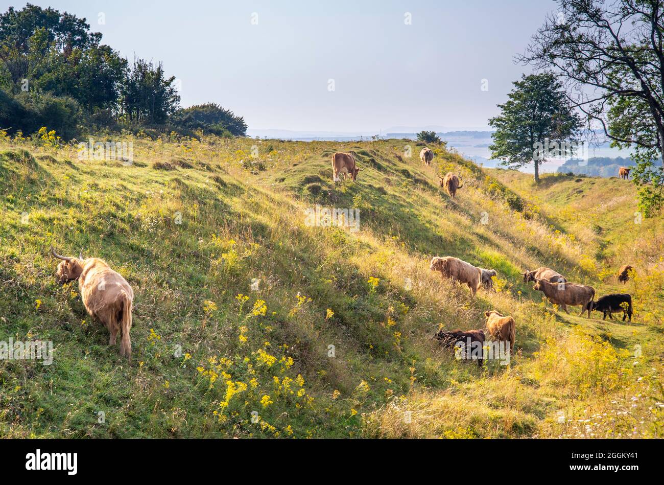 A hot summer's afternoonon Salisbury plains south of England gentle ...